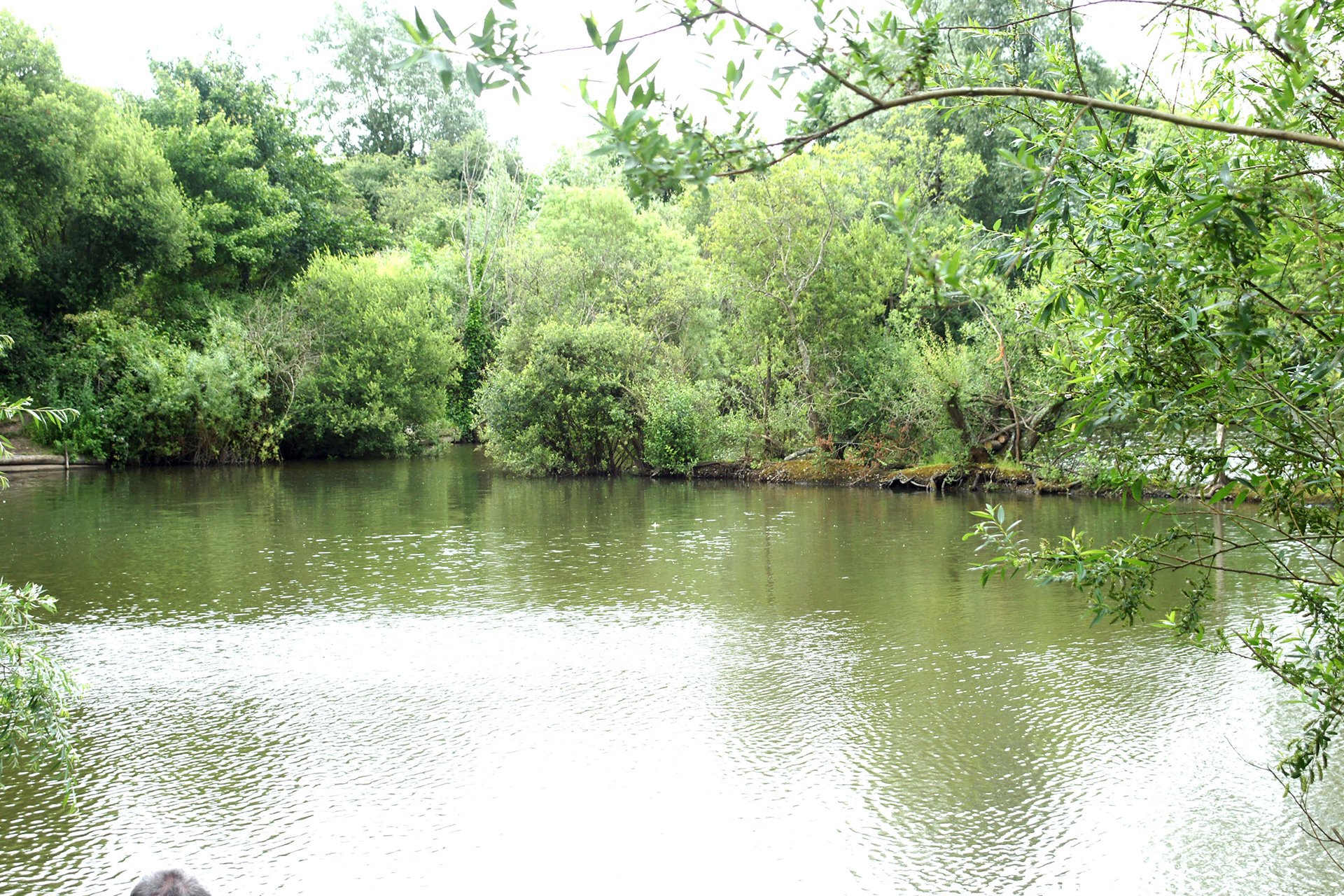 Northfield Wash Pit Carp And Bream Fishing Northfield Wash Pit Carp And Bream Fishing